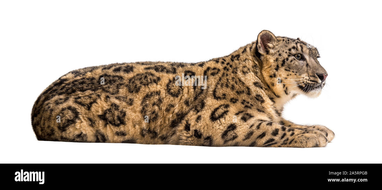 Snow leopard lying down Cut Out Stock Images & Pictures - Alamy