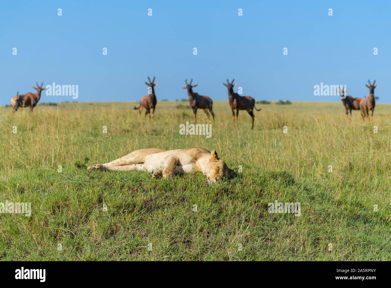 Topi antelope female hi-res stock photography and images - Alamy