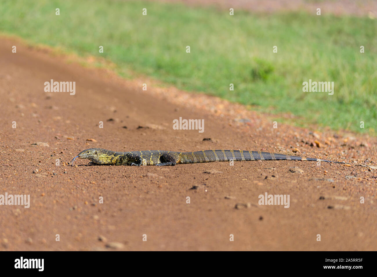 Monitor lizard kenya hi-res stock photography and images - Alamy