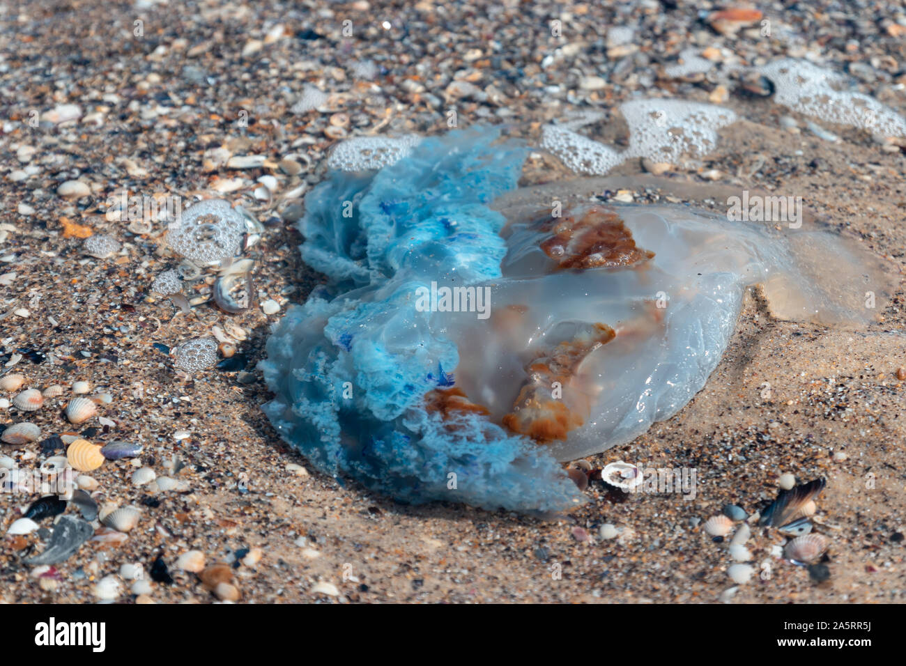 A large blue poisonous jellyfish lies on the ocean. Environmental ...