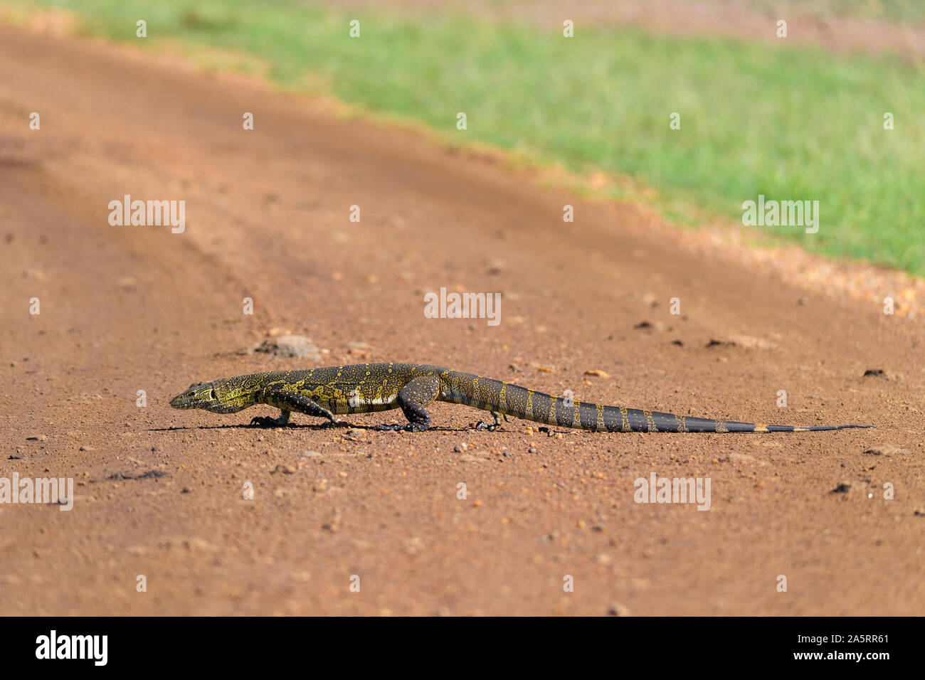 Monitor lizard kenya hi-res stock photography and images - Alamy