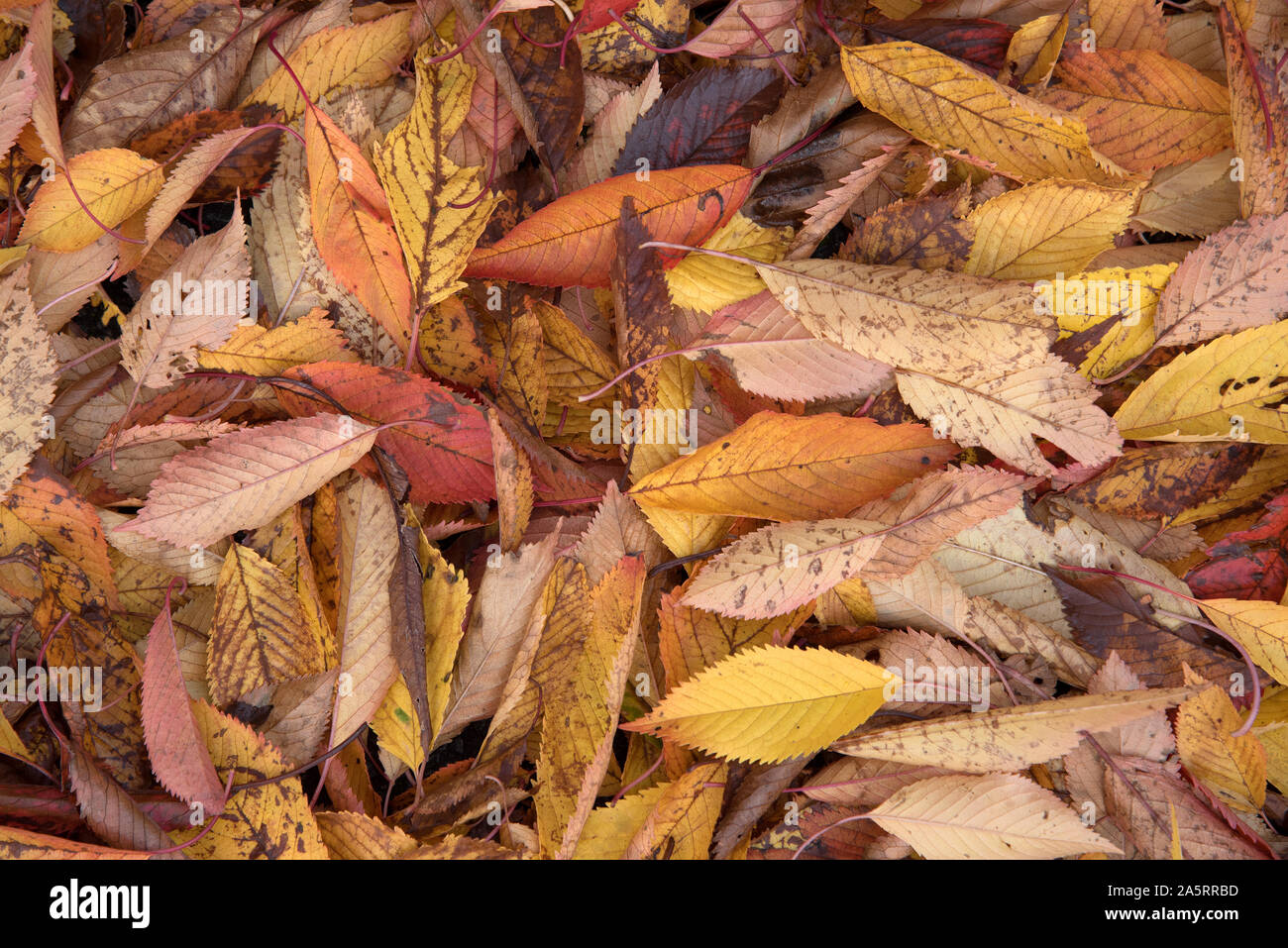 Autumn leaves on floor having fallen from a Cherry Tree (Prunus Avium ...