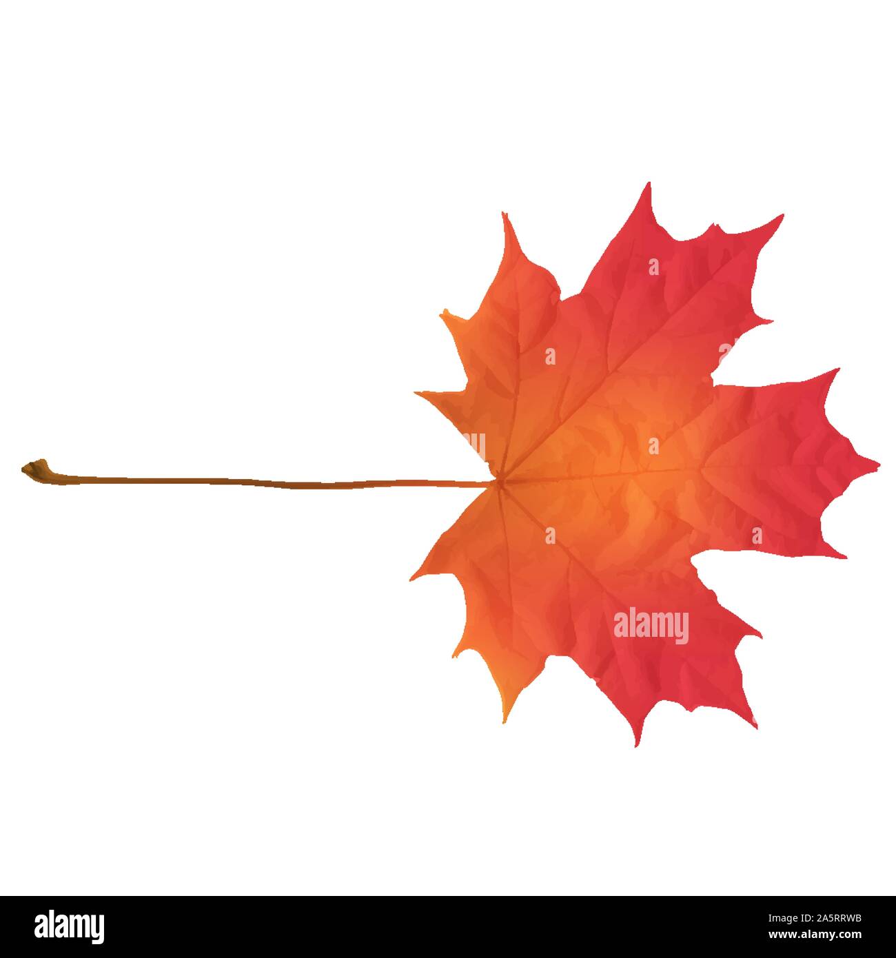 Realistic red maple leaf isolated on white background Stock Vector ...