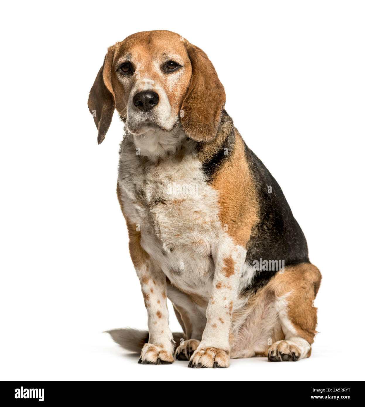 Beagle sitting against white background Stock Photo - Alamy