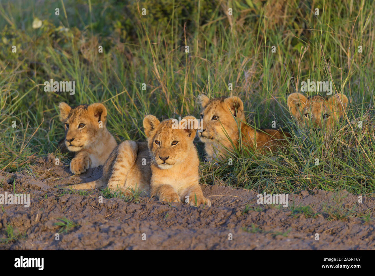 African lion, Panthera Leo, cubs, Masai Mara National Reserve, Kenya ...