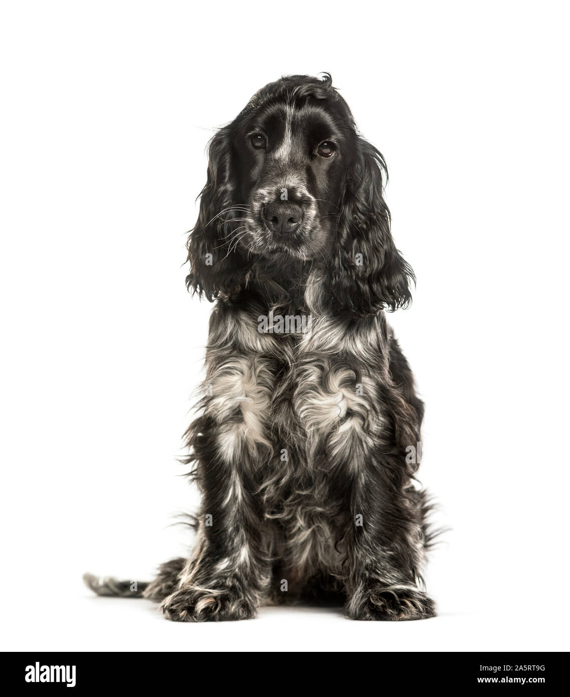 Cocker Spaniels sitting against white background Stock Photo - Alamy