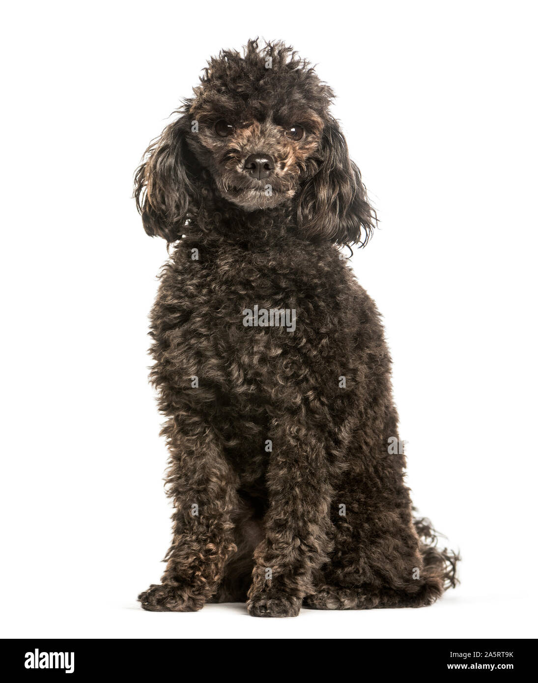 Toy poodle sitting against white background Stock Photo - Alamy
