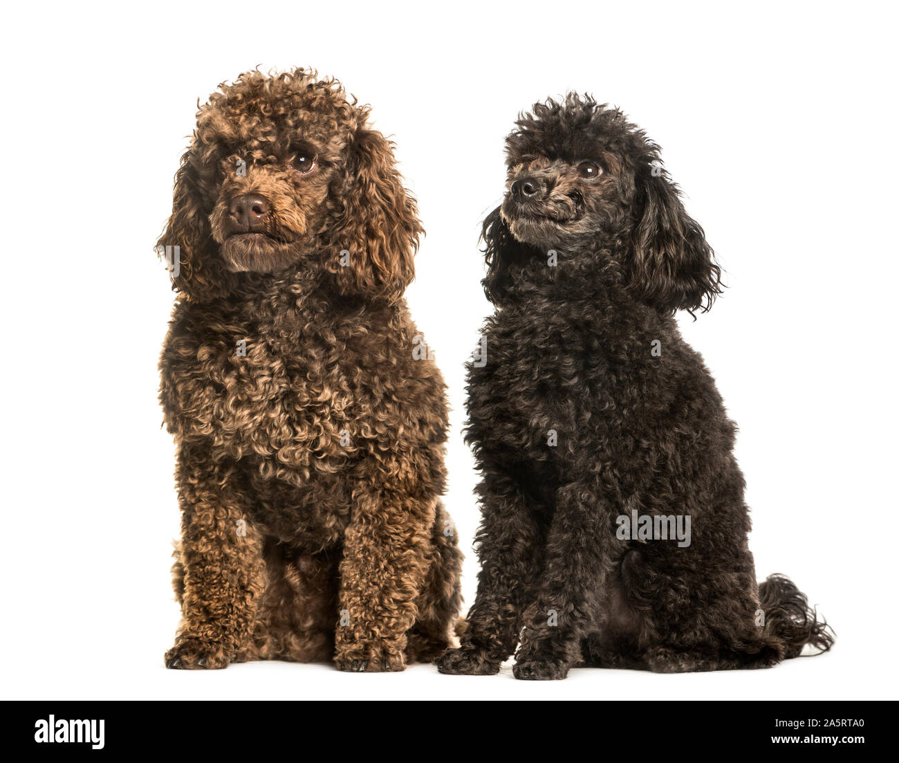 Toy poodles sitting against white background Stock Photo - Alamy