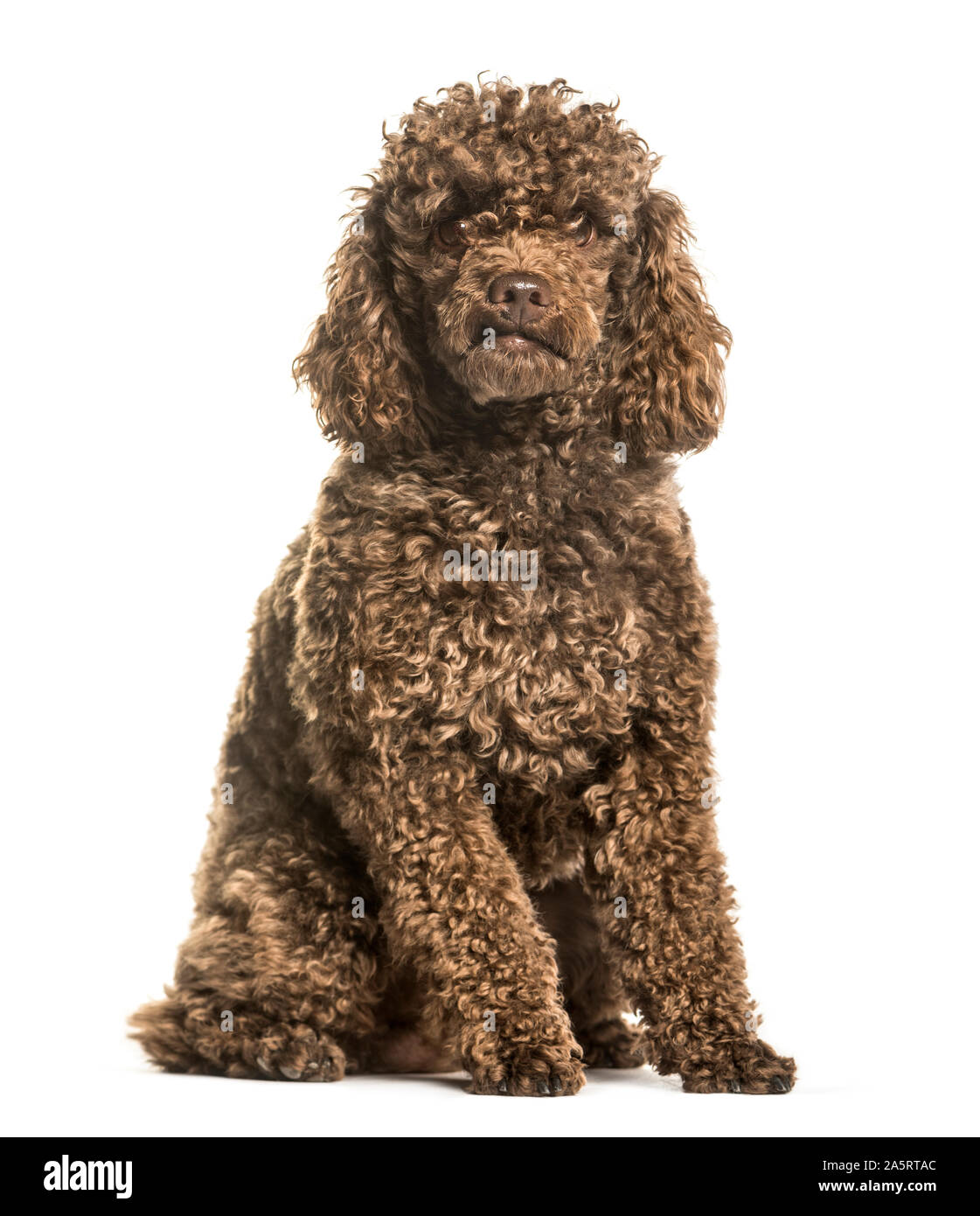 Toy poodle sitting against white background Stock Photo - Alamy