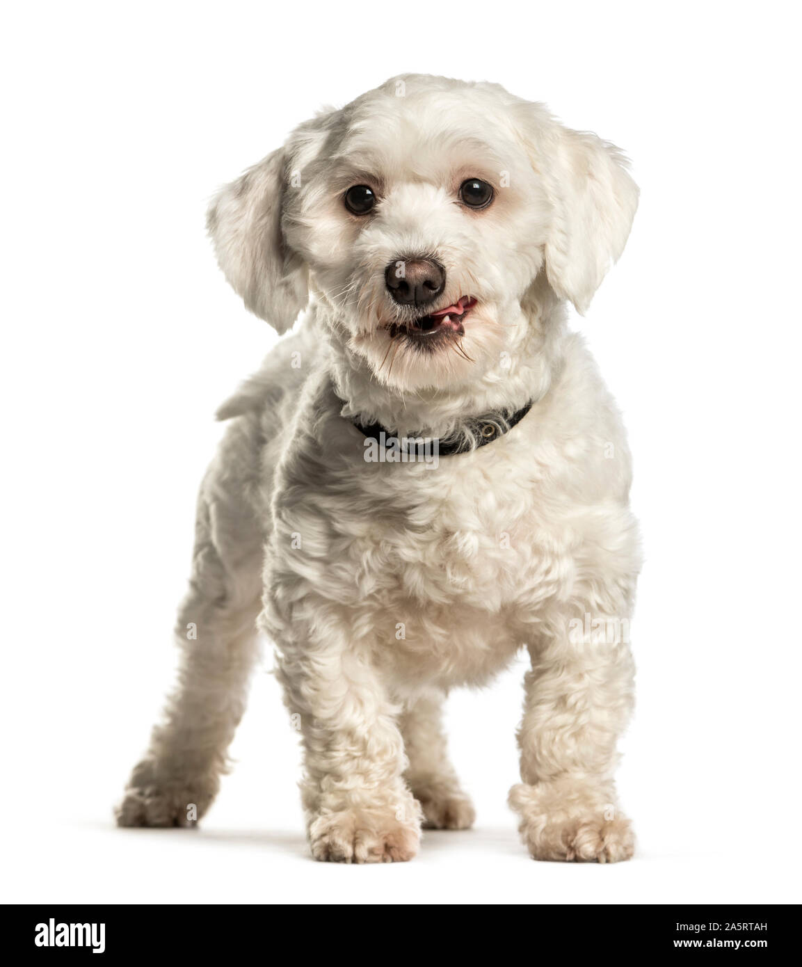 Maltese standing against white background Stock Photo - Alamy