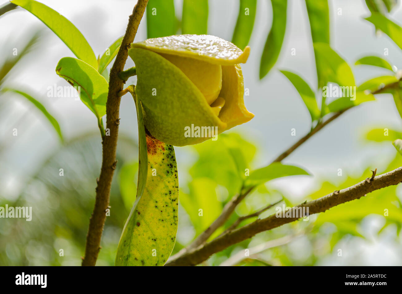 Guanabana Blossom At An Angle Stock Photo - Alamy