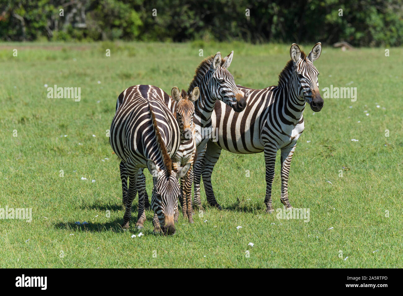 Zebra, Equus quagga, group of animals, Masai Mara National Reserve ...