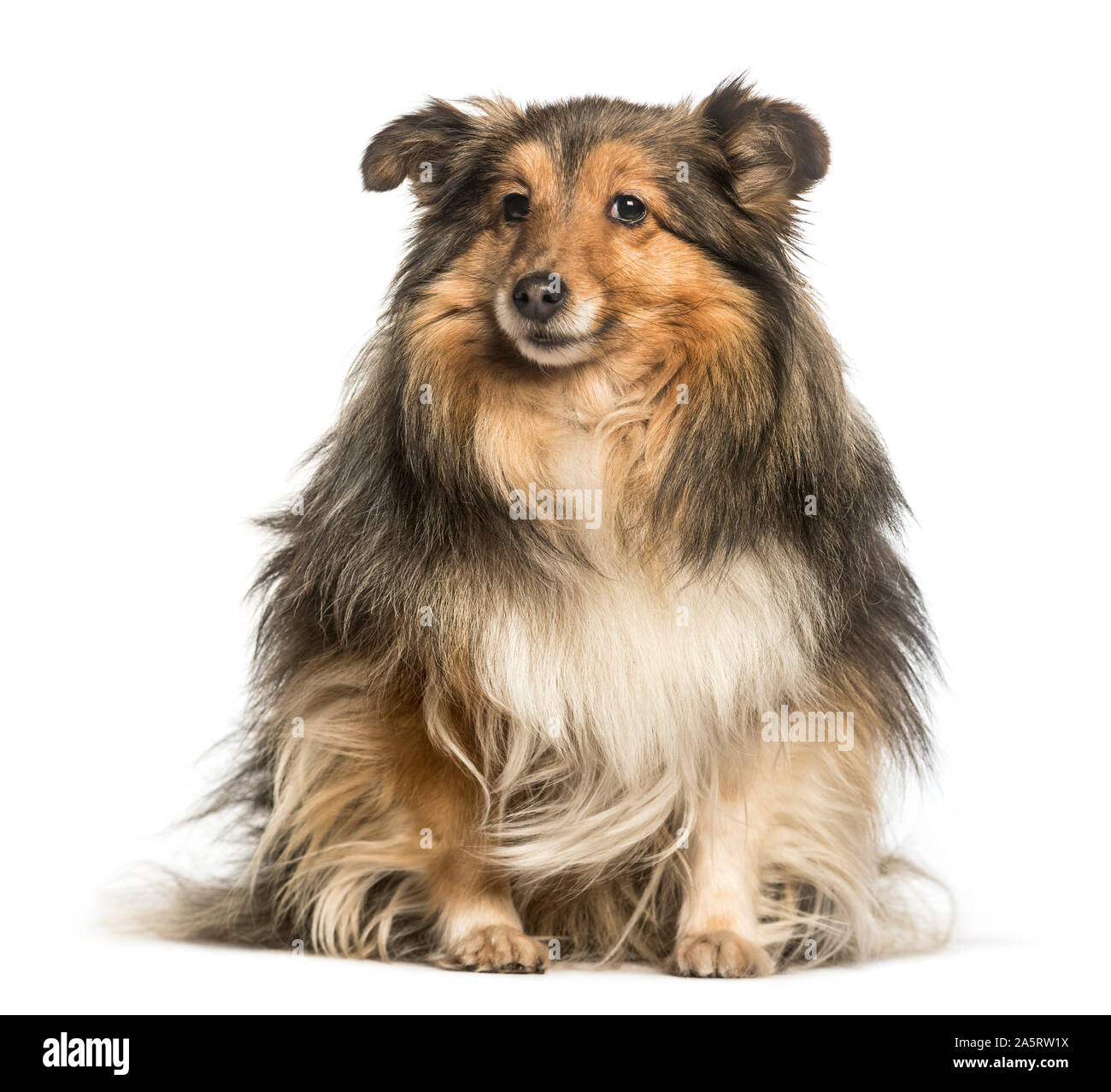 Shetland sheepdog sheltie hi-res stock photography and images - Alamy