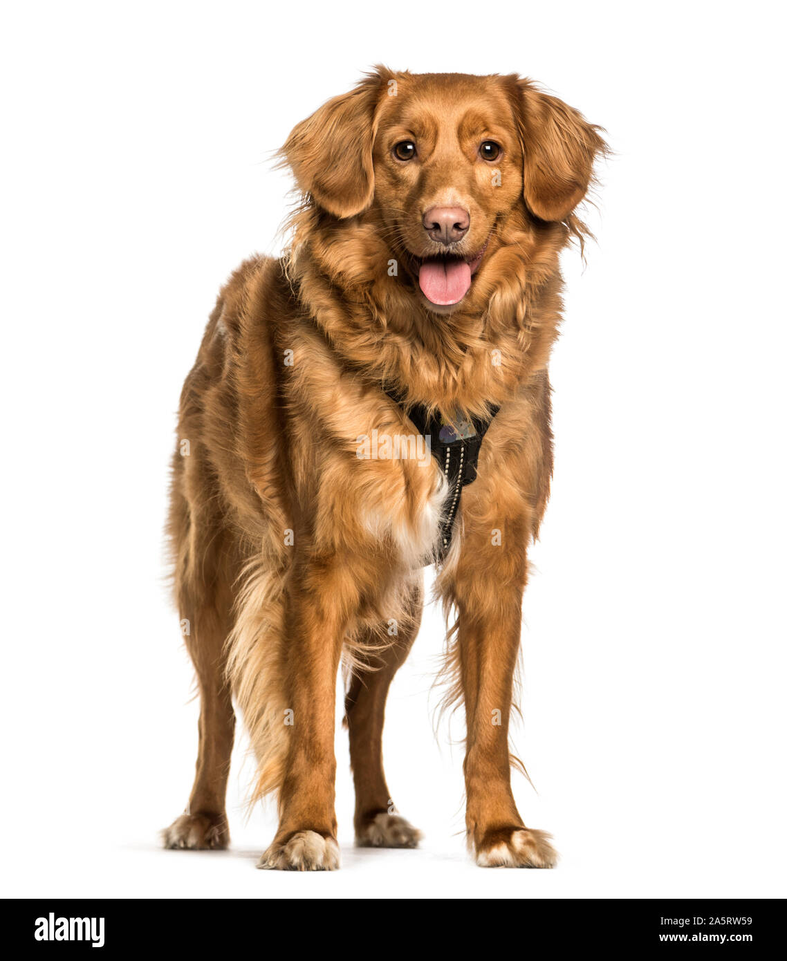 Nova Scotia Duck Tolling Retriever, Toller, standing against white ...