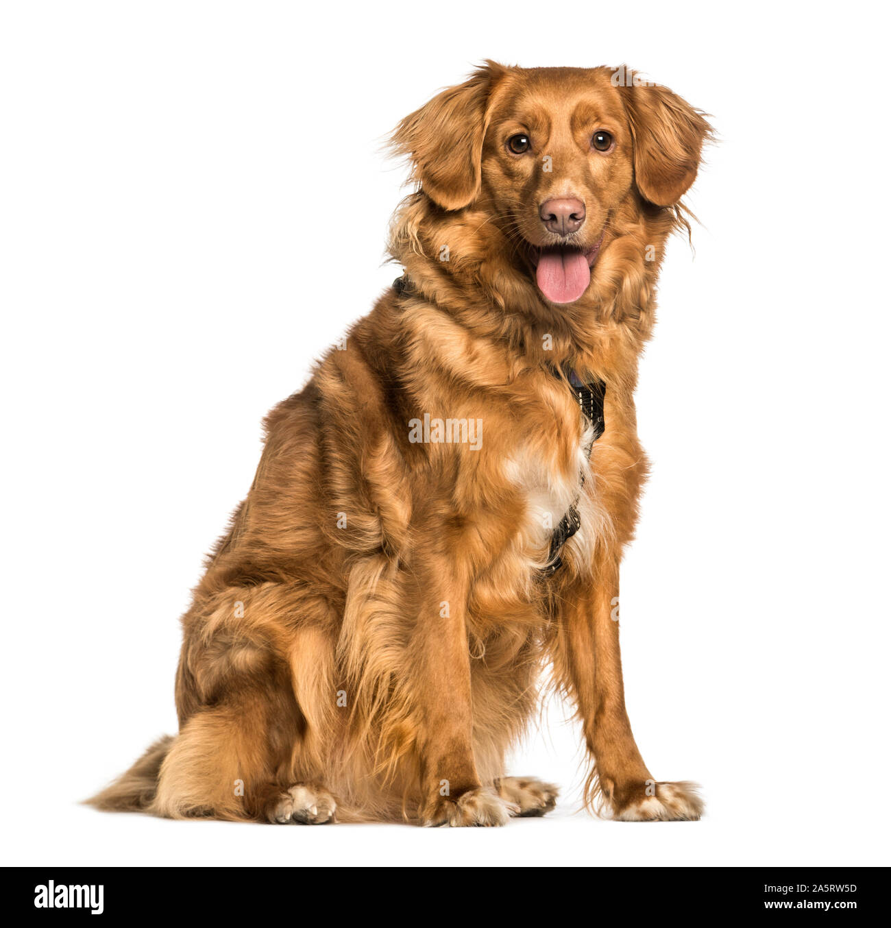 Sitting toller hi-res stock photography and images - Alamy
