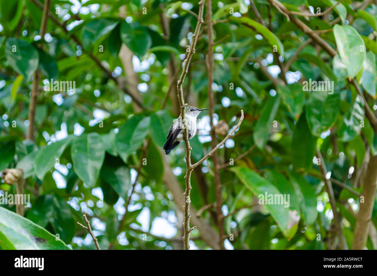 Guanabana soursop fruits hi-res stock photography and images - Alamy