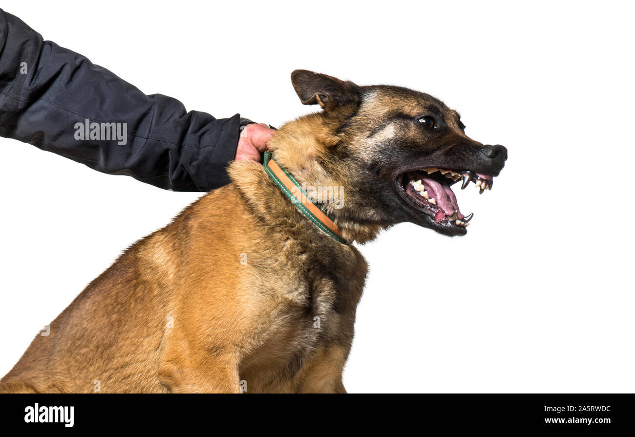 Belgian Malinois Titanium Teeth