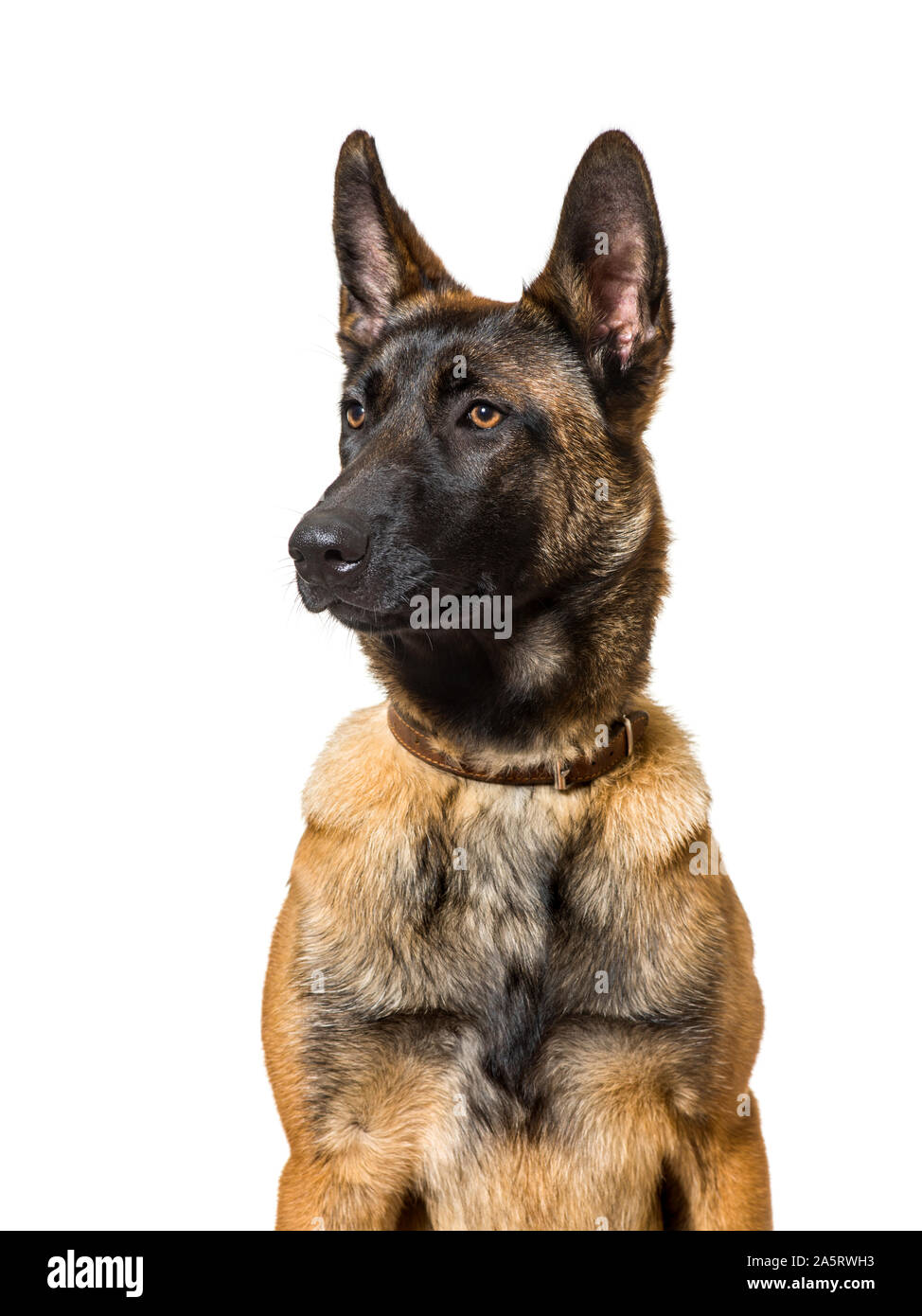 Malinois Sitting High Resolution Stock Photography and Images - Alamy