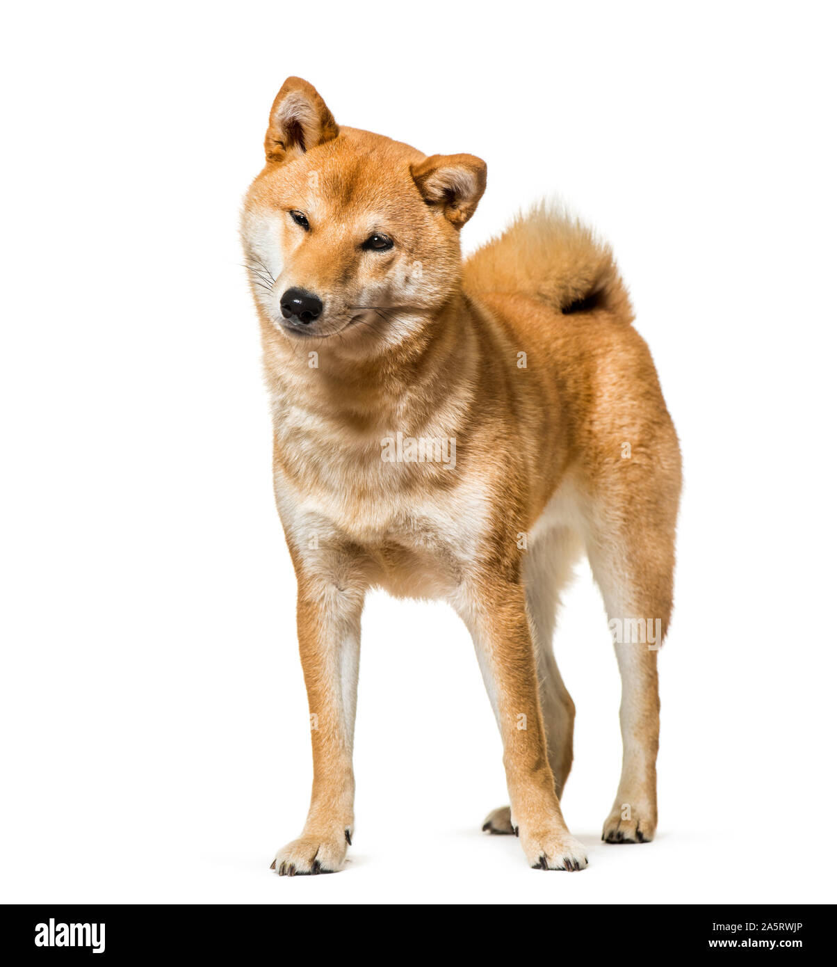 Shiba inu standing hi-res stock photography and images - Alamy