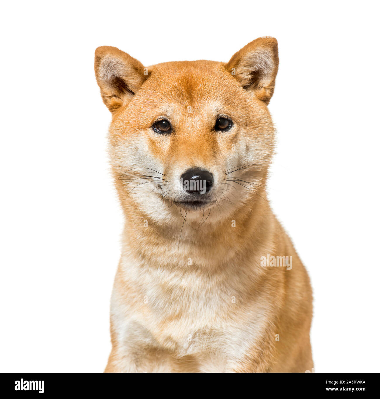 Shiba Inu sitting against white background Stock Photo - Alamy