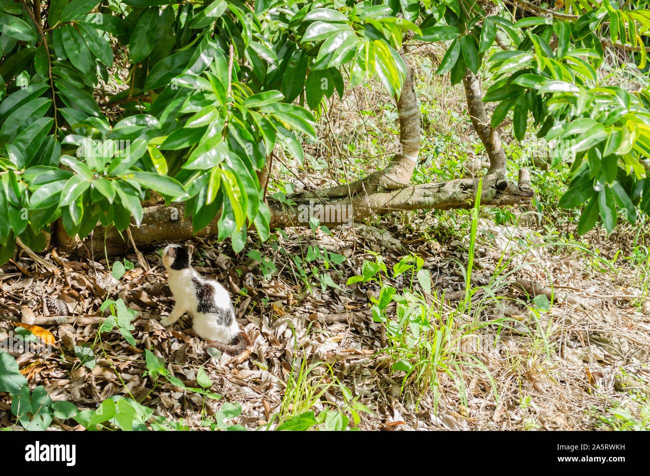 Cat Looking Up In Soursop Tree Stock Photo - Alamy
