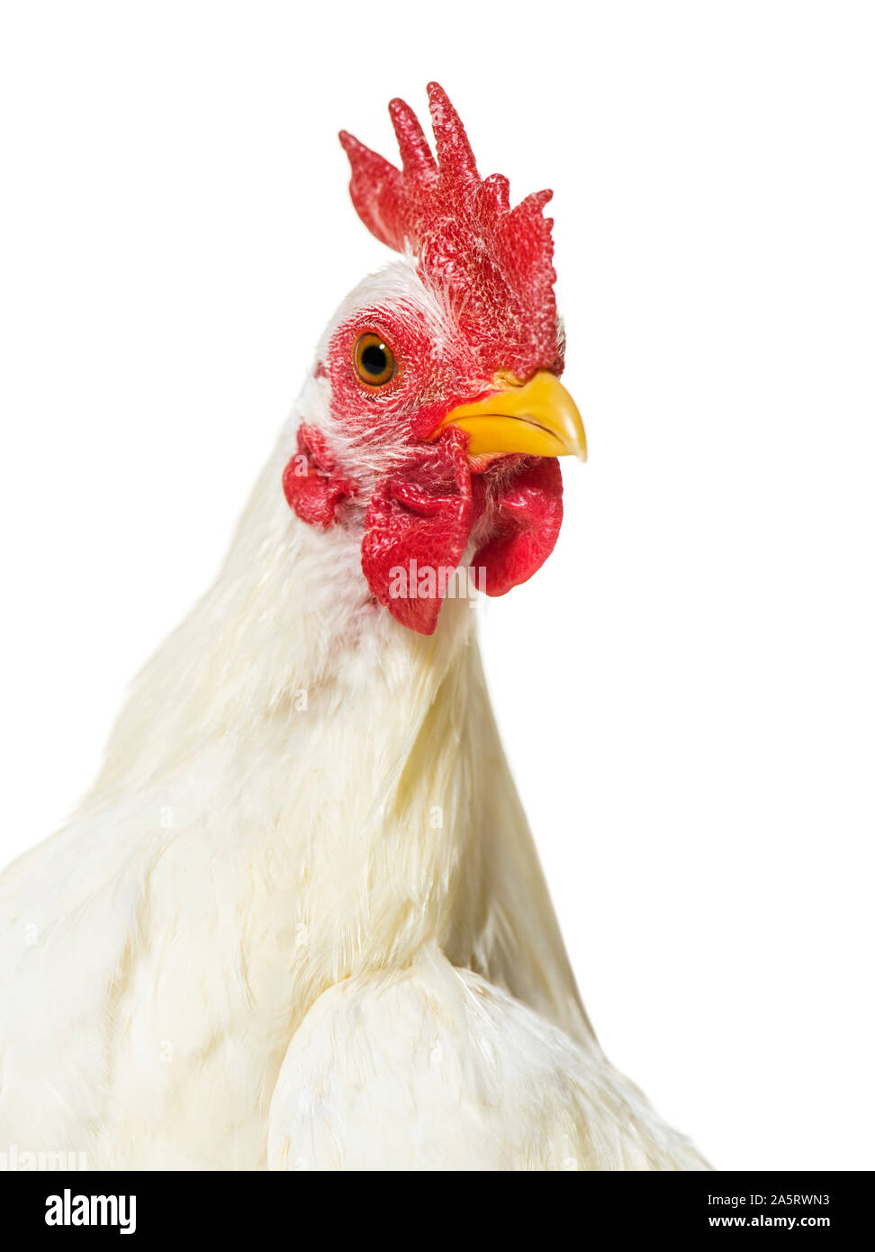 White chicken against white background Stock Photo - Alamy