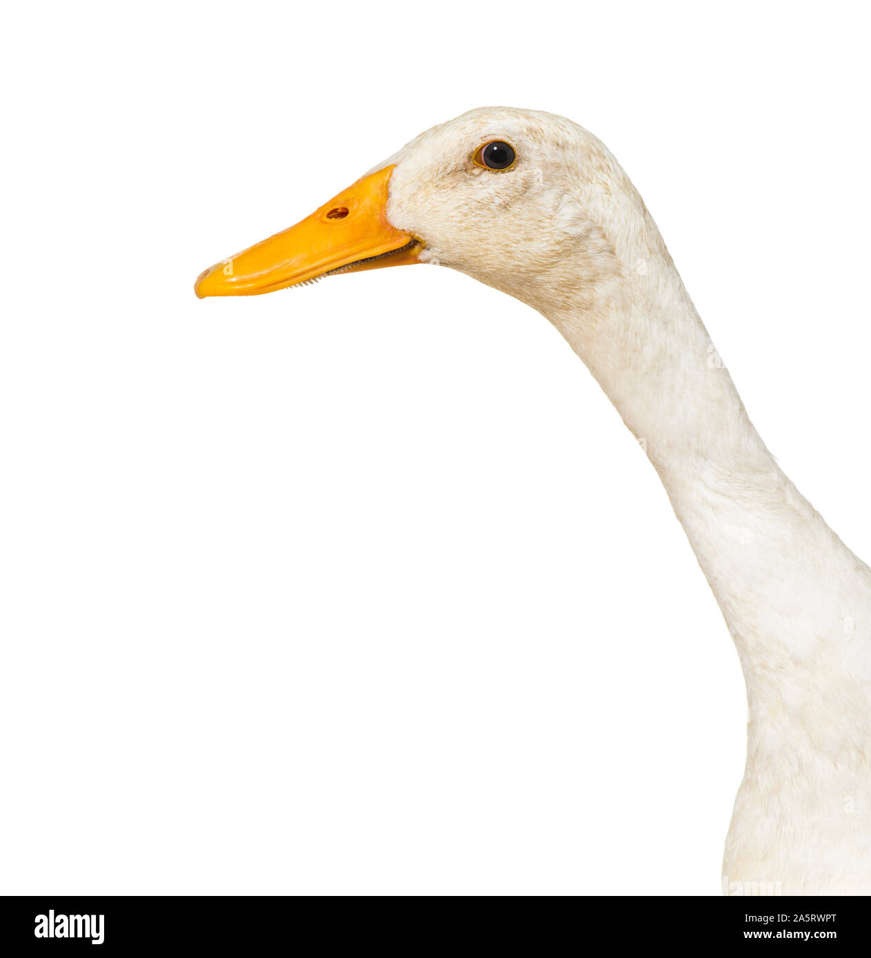 Close-up on a Duck isolated on white Stock Photo - Alamy