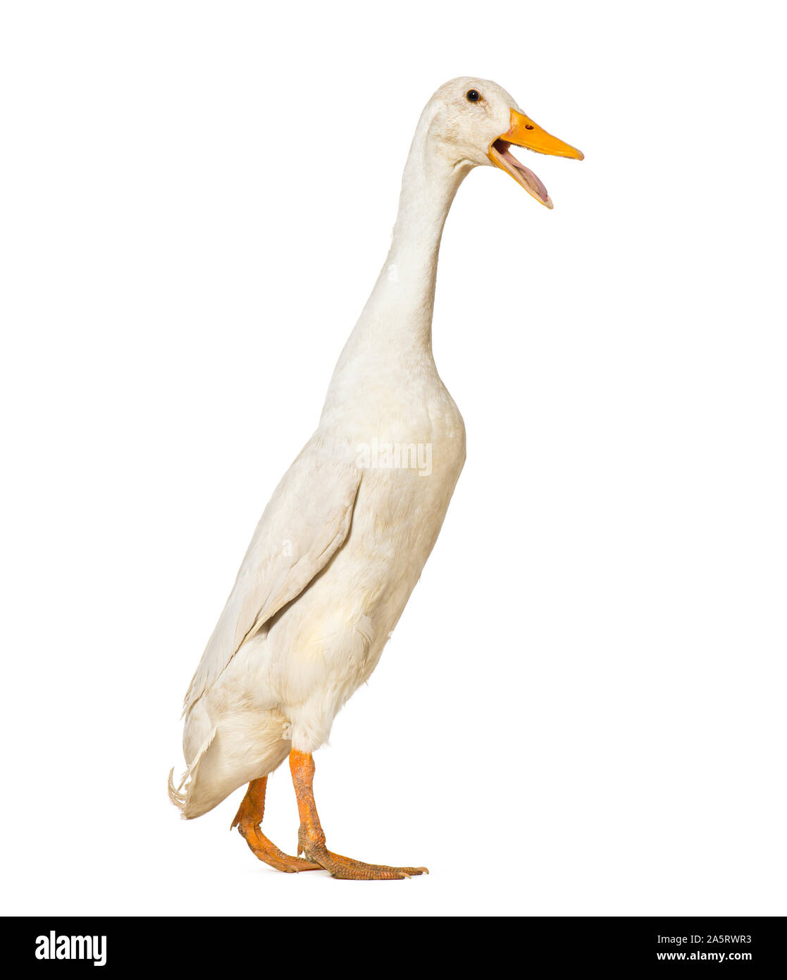 Duck walking against white background Stock Photo - Alamy