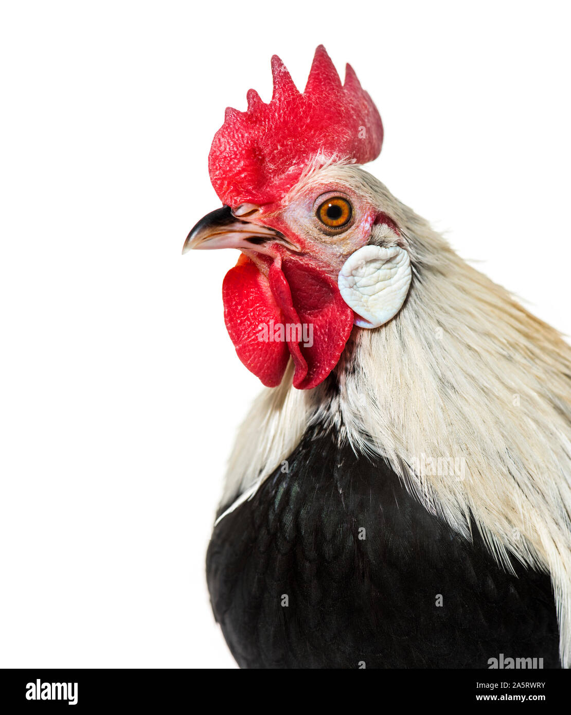 Phoenix chicken, against white background Stock Photo - Alamy