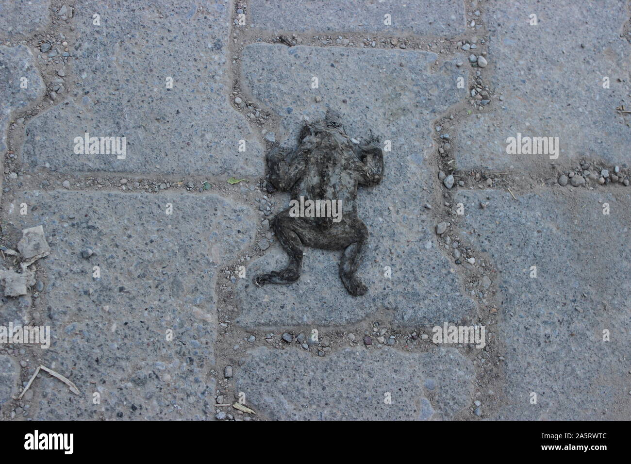 Dead frog hi-res stock photography and images - Alamy