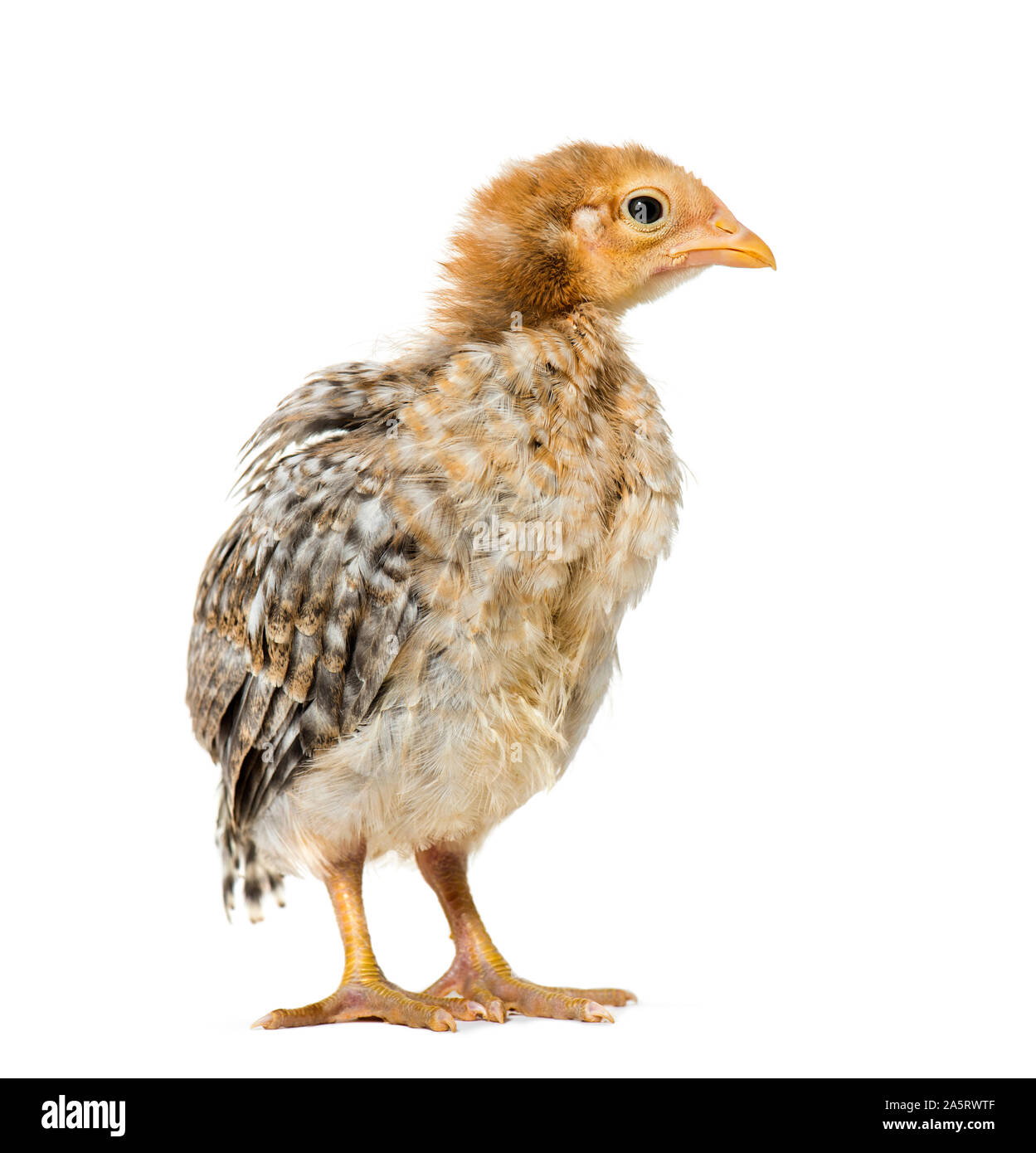 Domestic chick standing against white background Stock Photo - Alamy