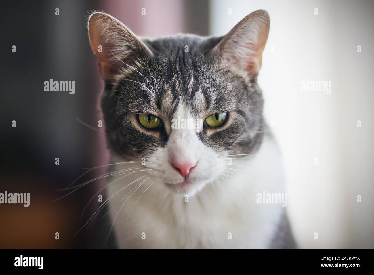 Cute gray tabby cat with pink nose and green eyes slyly watching Stock ...