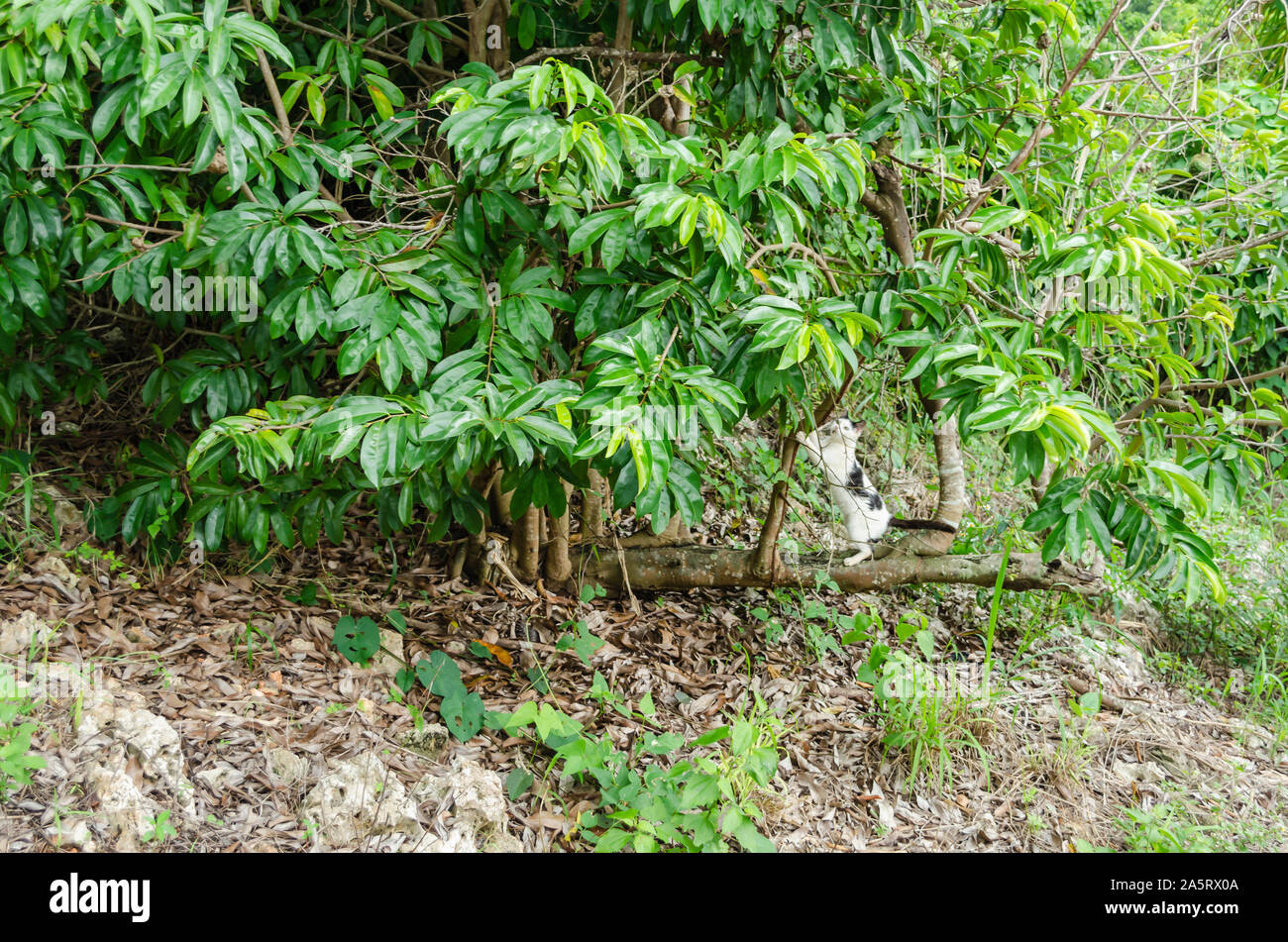 Topple tree hi-res stock photography and images - Alamy