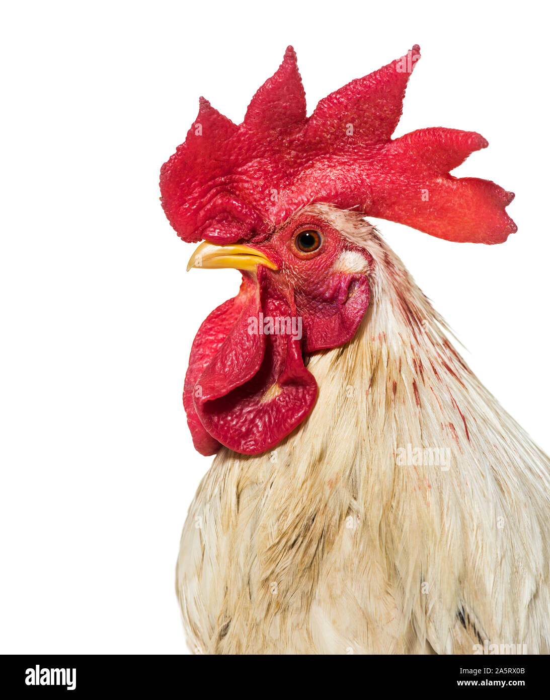 Rooster headshot hi-res stock photography and images - Alamy