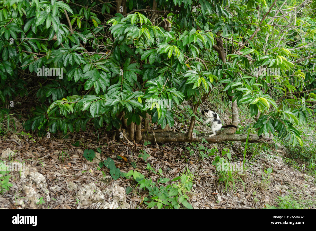 Graviola tree hi-res stock photography and images - Alamy