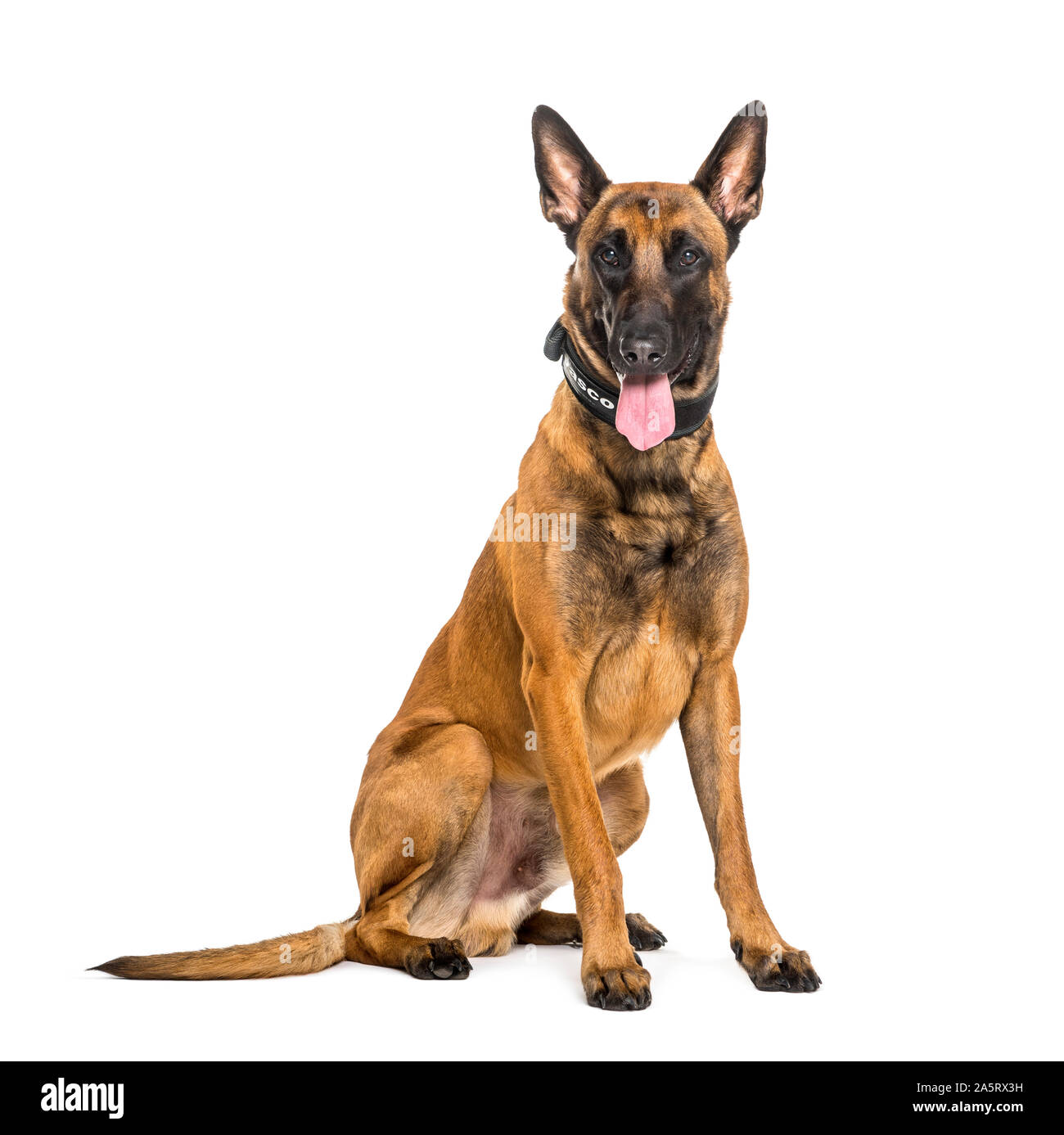 Malinois sitting against white background Stock Photo - Alamy