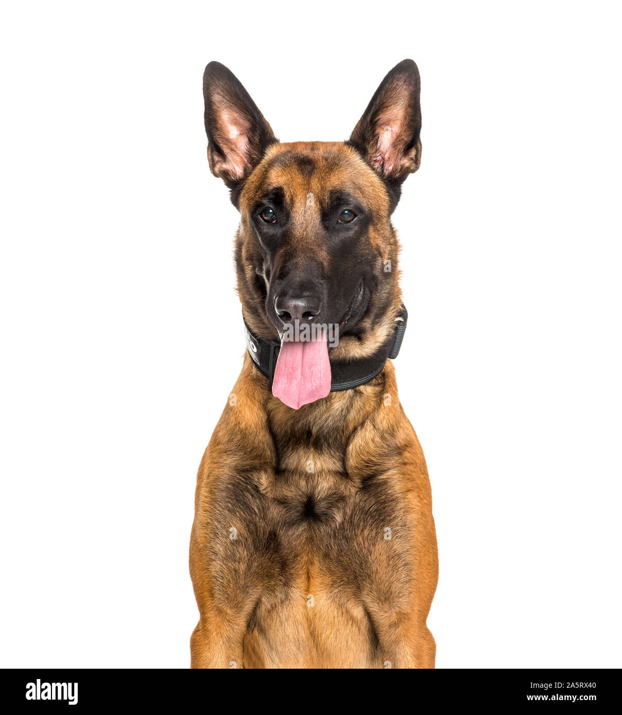 Malinois sitting hi-res stock photography and images - Alamy