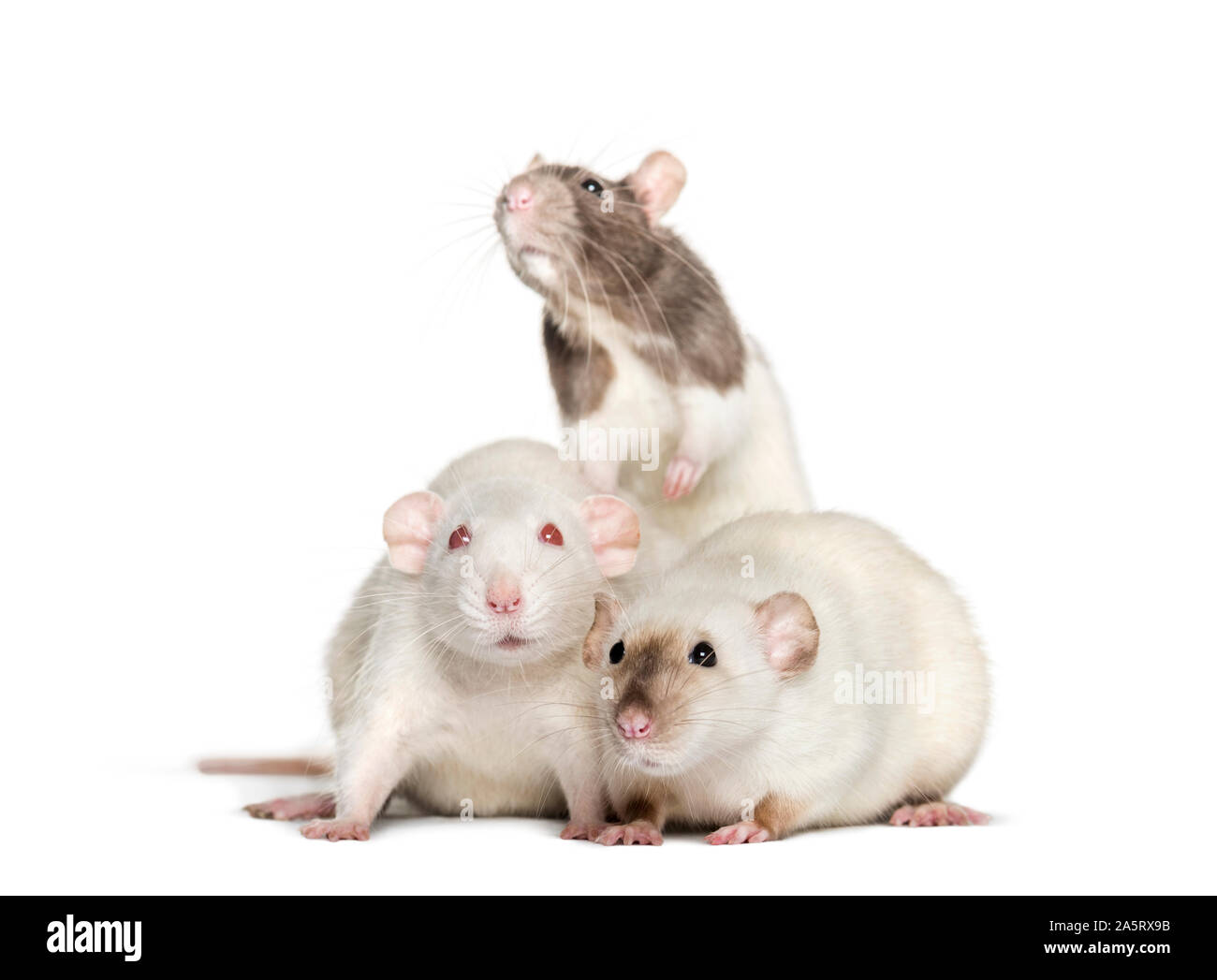 Domestic rats against white background Stock Photo - Alamy