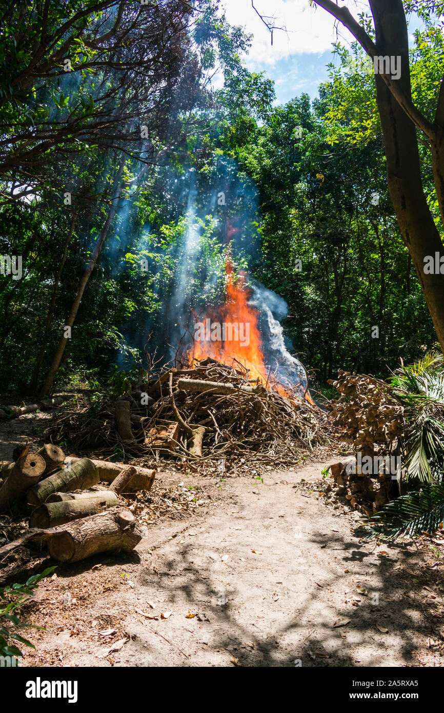 Big bonfire burning at a forest clearing Stock Photo - Alamy