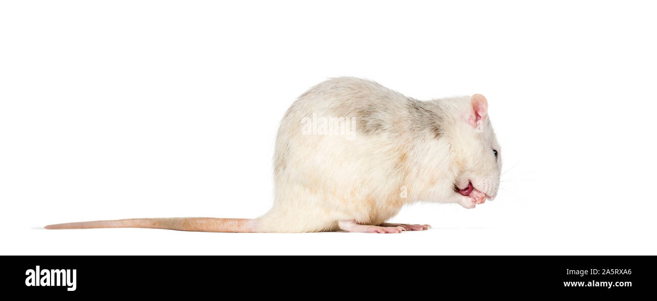 Domestic rat sitting against white background Stock Photo - Alamy