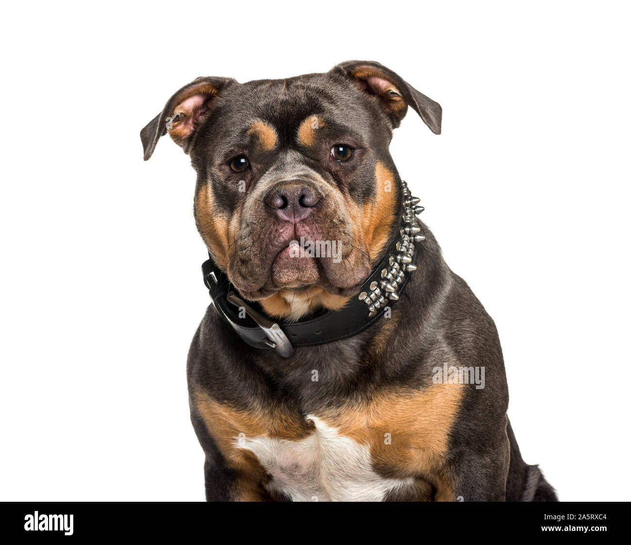 American Bully sitting against white background Stock Photo - Alamy
