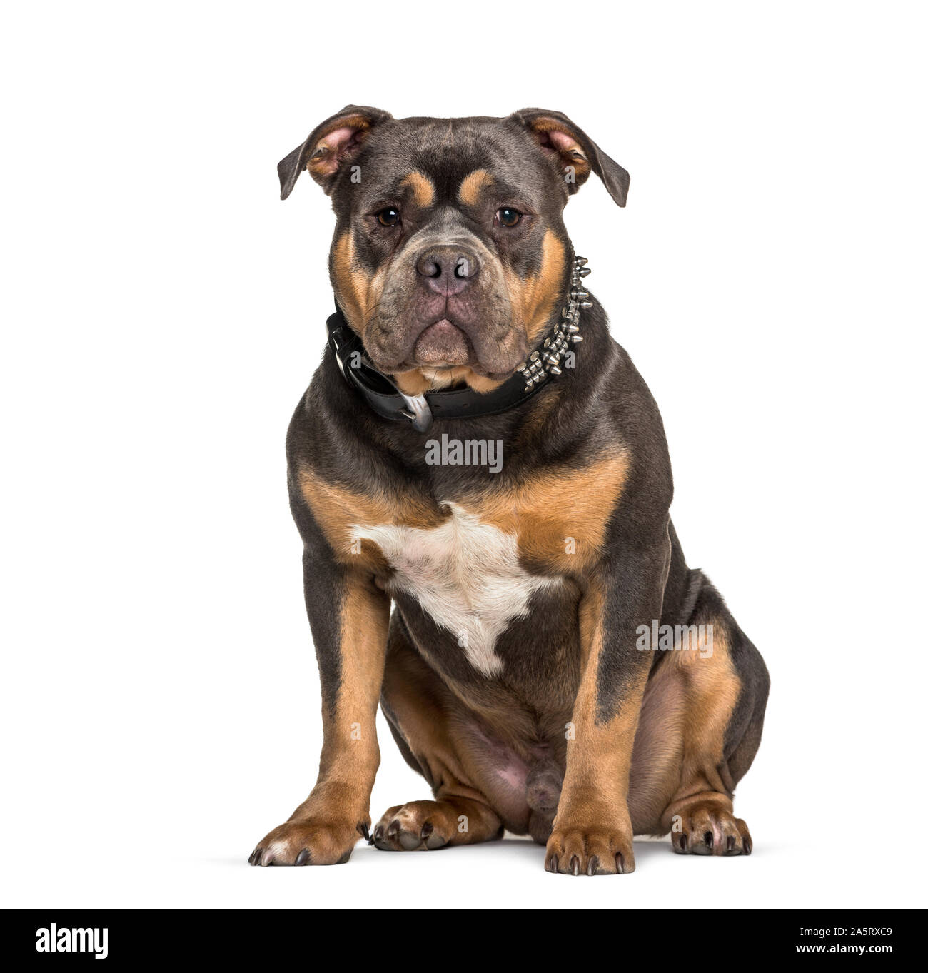 American Bully sitting against white background Stock Photo - Alamy