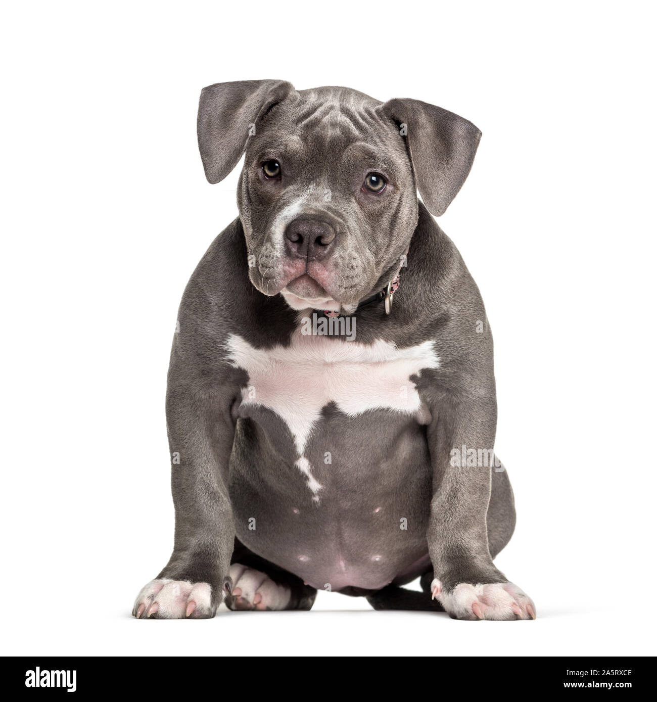 Young American Bully sitting against white background Stock Photo - Alamy