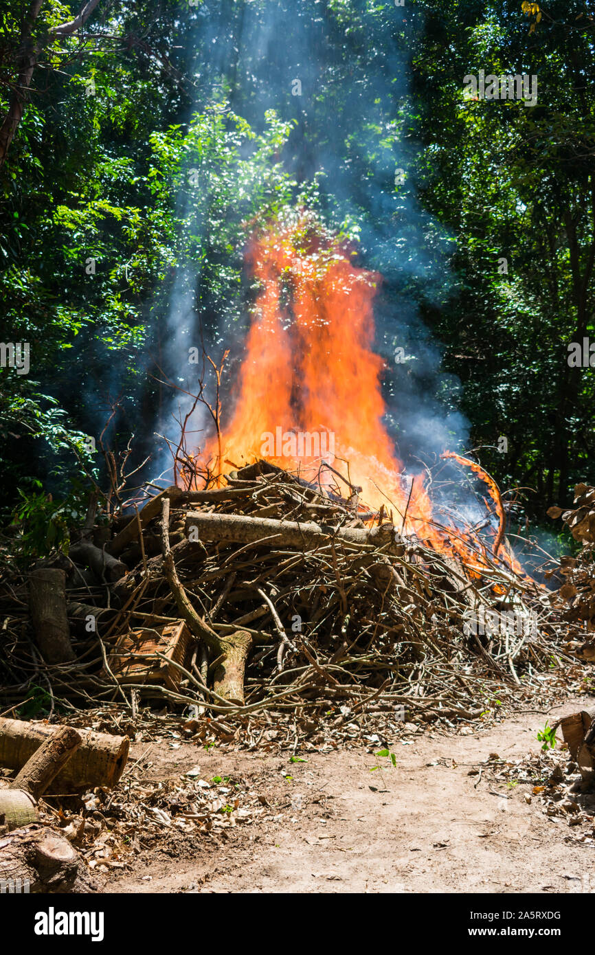 Brazilian fire tree hi-res stock photography and images - Alamy