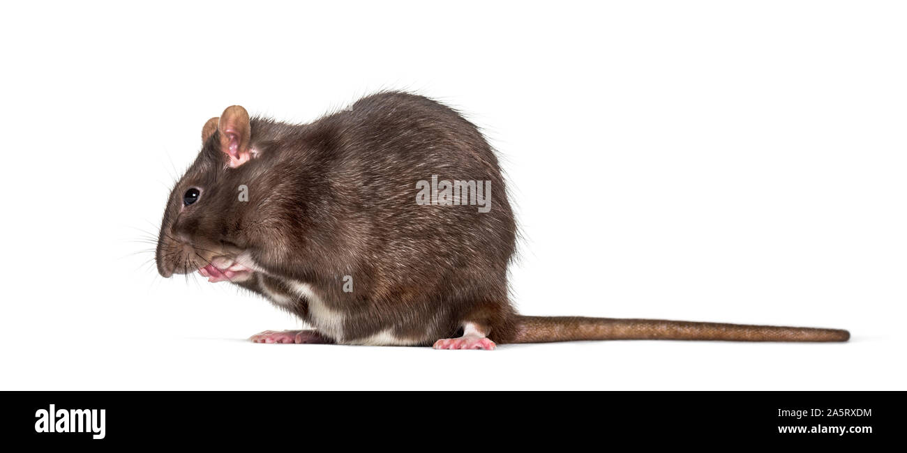 Rat cleaning hi-res stock photography and images - Alamy