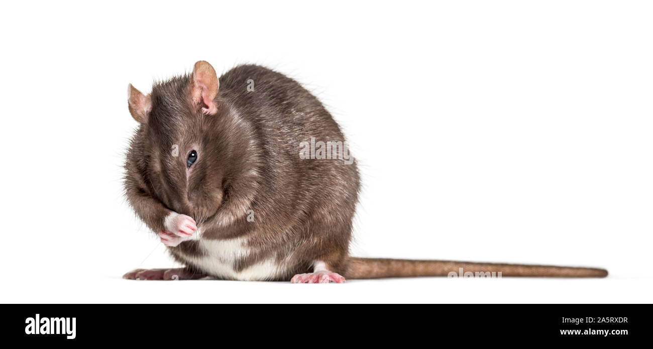 Domestic rat cleaning itself against white background Stock Photo - Alamy