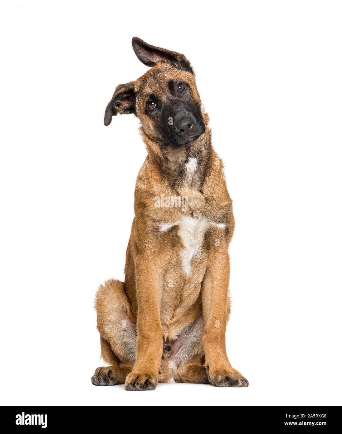 Malinois sitting against white background Stock Photo - Alamy