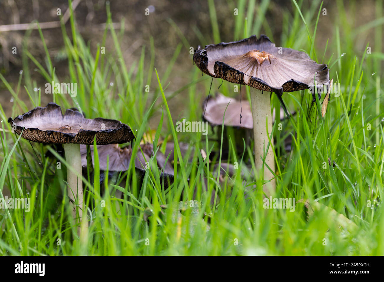 Split edges of cap caps hi-res stock photography and images - Alamy