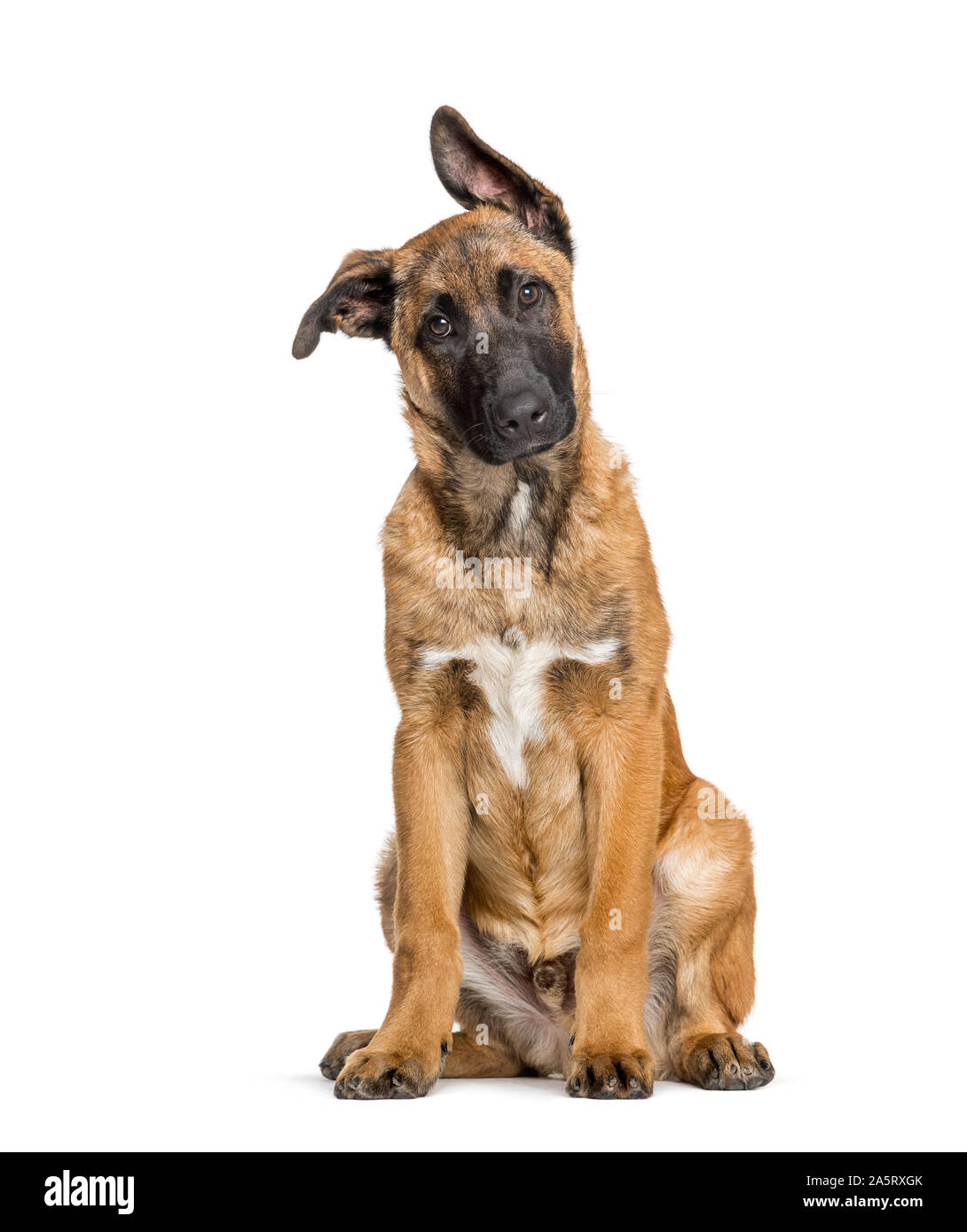 Malinois sitting against white background Stock Photo - Alamy