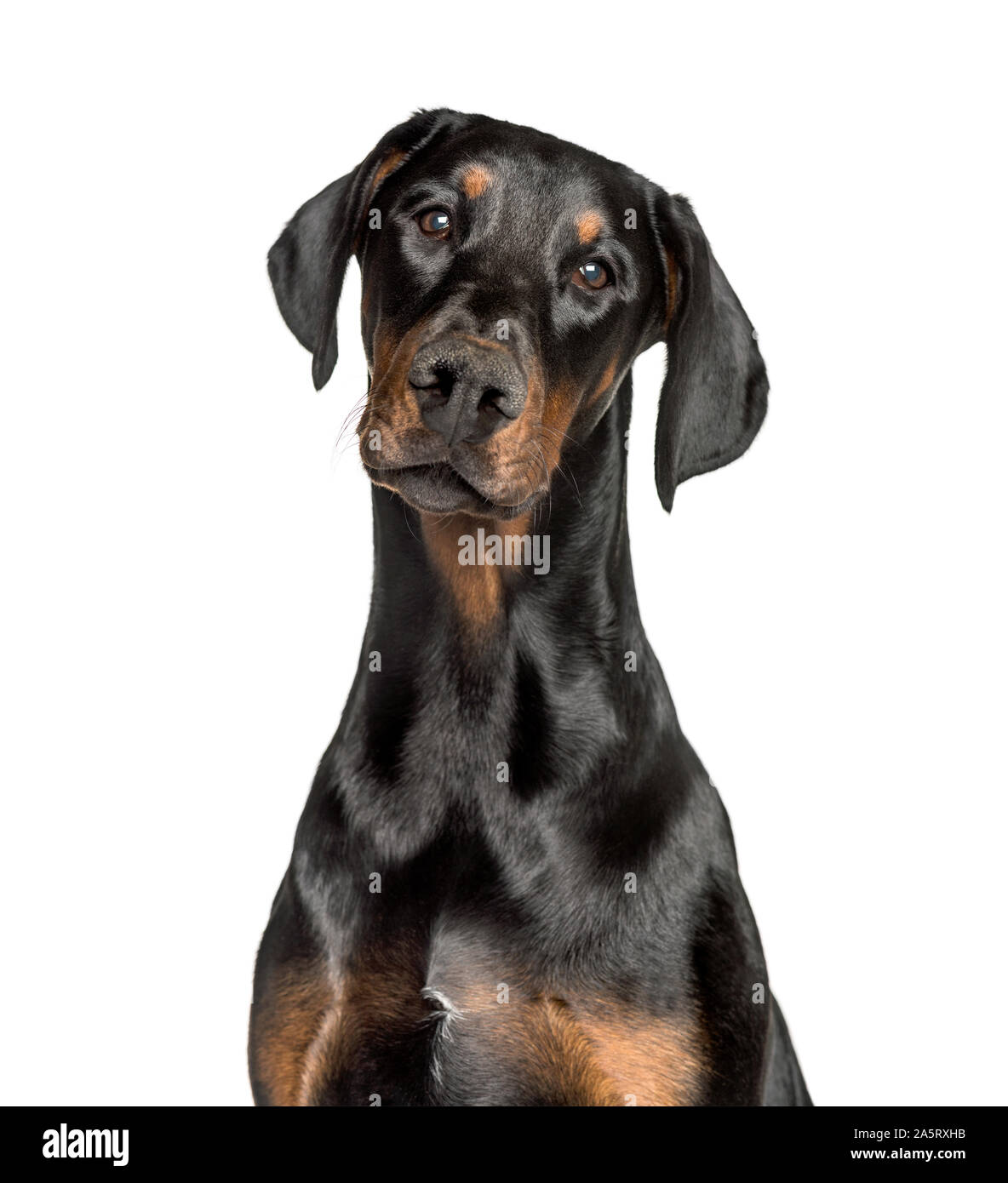 Doberman against white background Stock Photo - Alamy